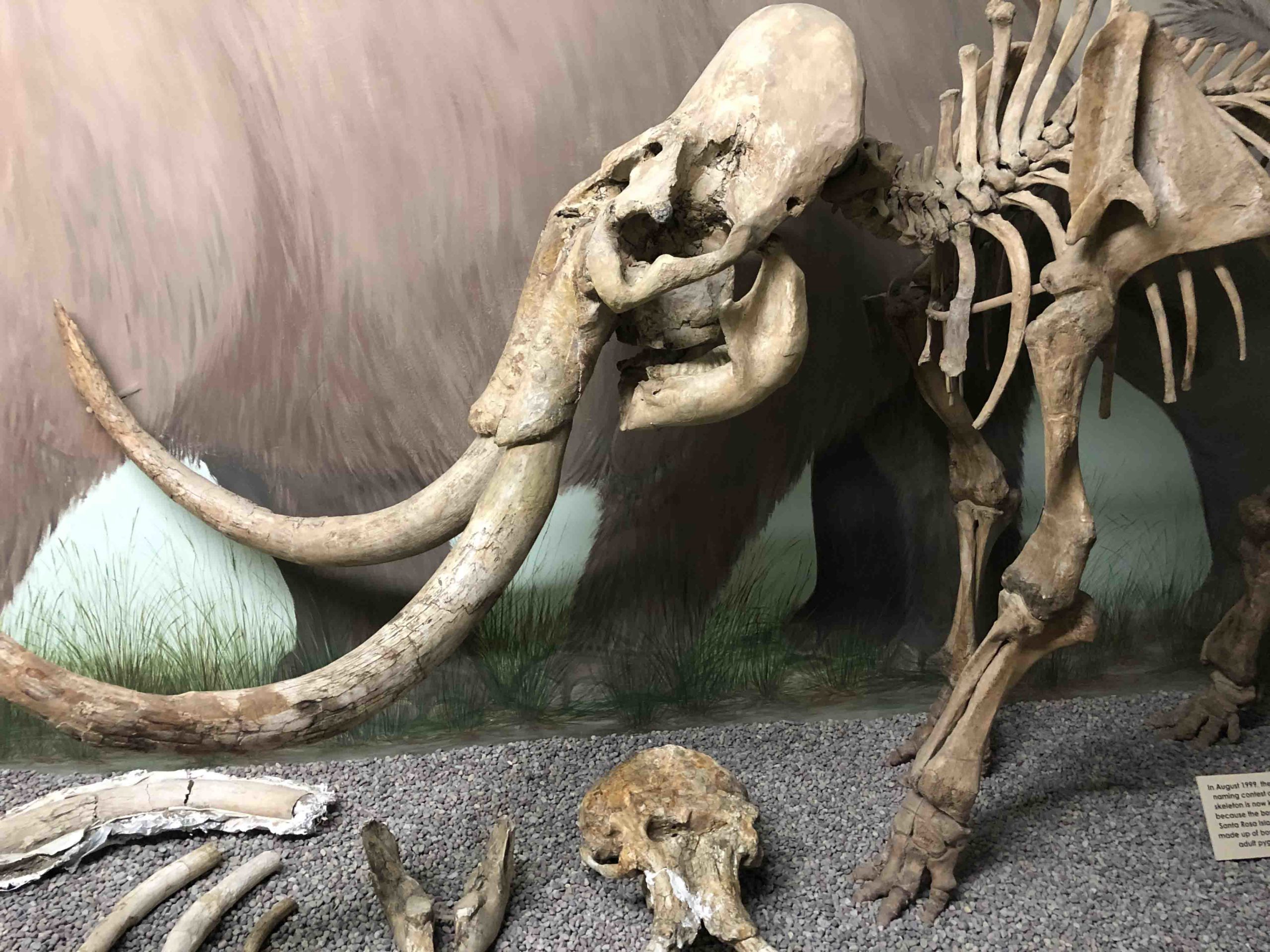 The Mammoths of Ventura County - Museum of Ventura County