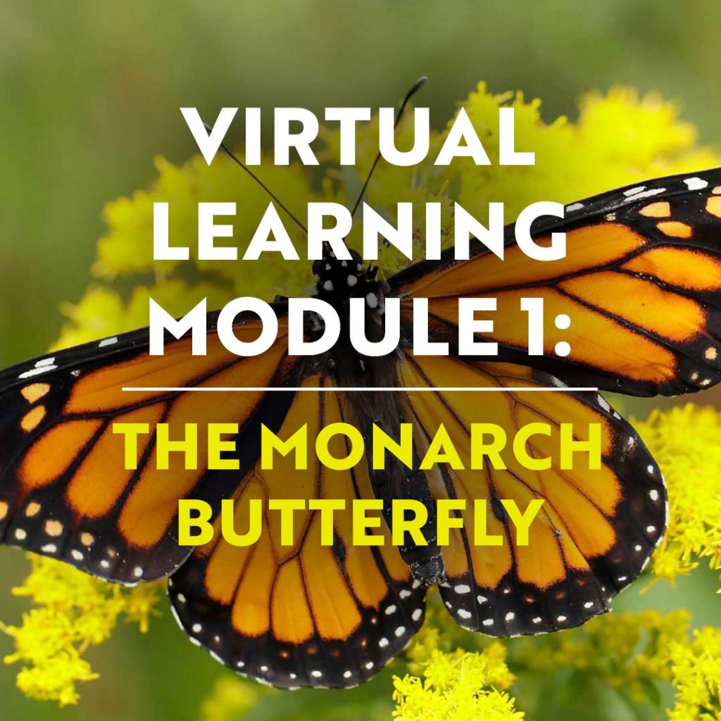 Virtual Learning Archive - Museum of Ventura County