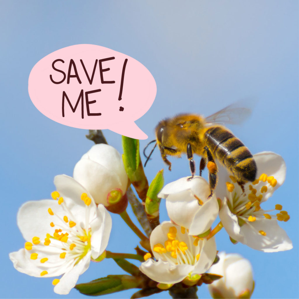 Save the Pollinators: A Youth-Led Environmental Restoration Project ...