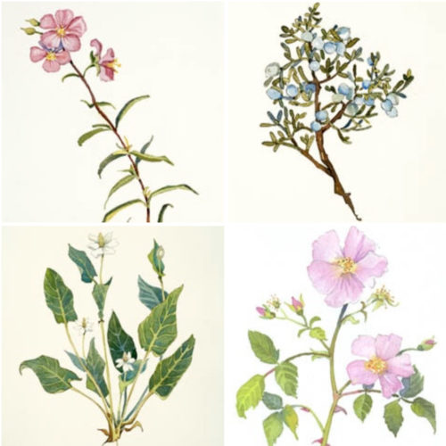 SOLD OUT – Chumash Plant Knowledge - Museum of Ventura County